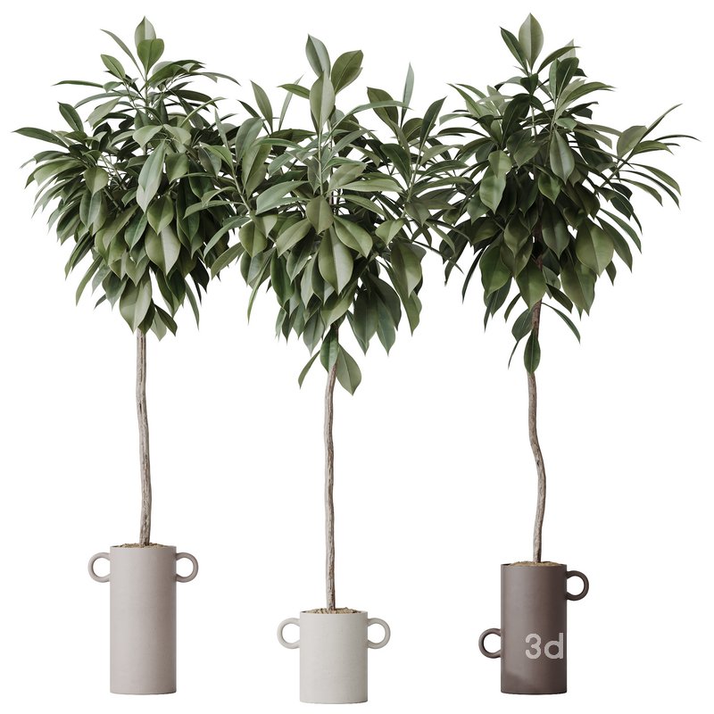 HousePlants Ficus Cyathistipula African Fig Set03 3d model Buy Download ...