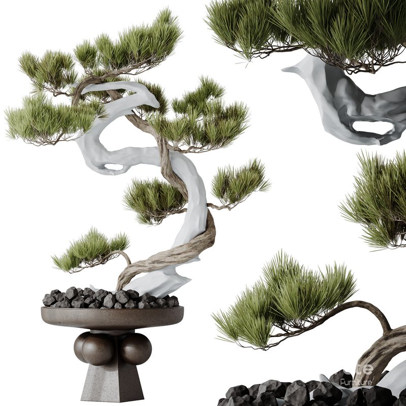 HQ HousePlants Bonsai Pinus Pentaphylla Thunbergii03 3d model Buy ...