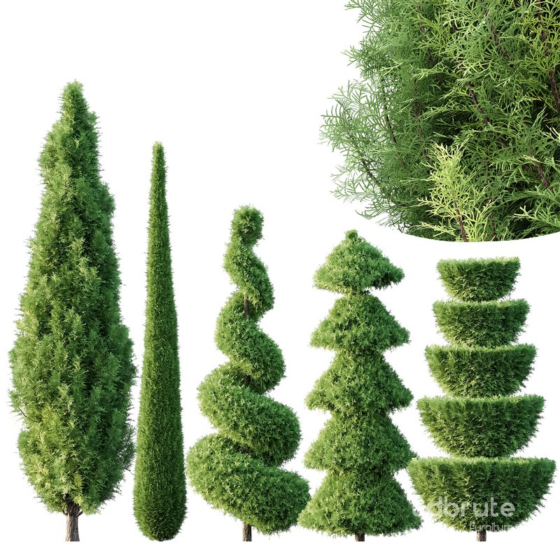 Pruned cedar trees 3d model Buy Download 3dbrute