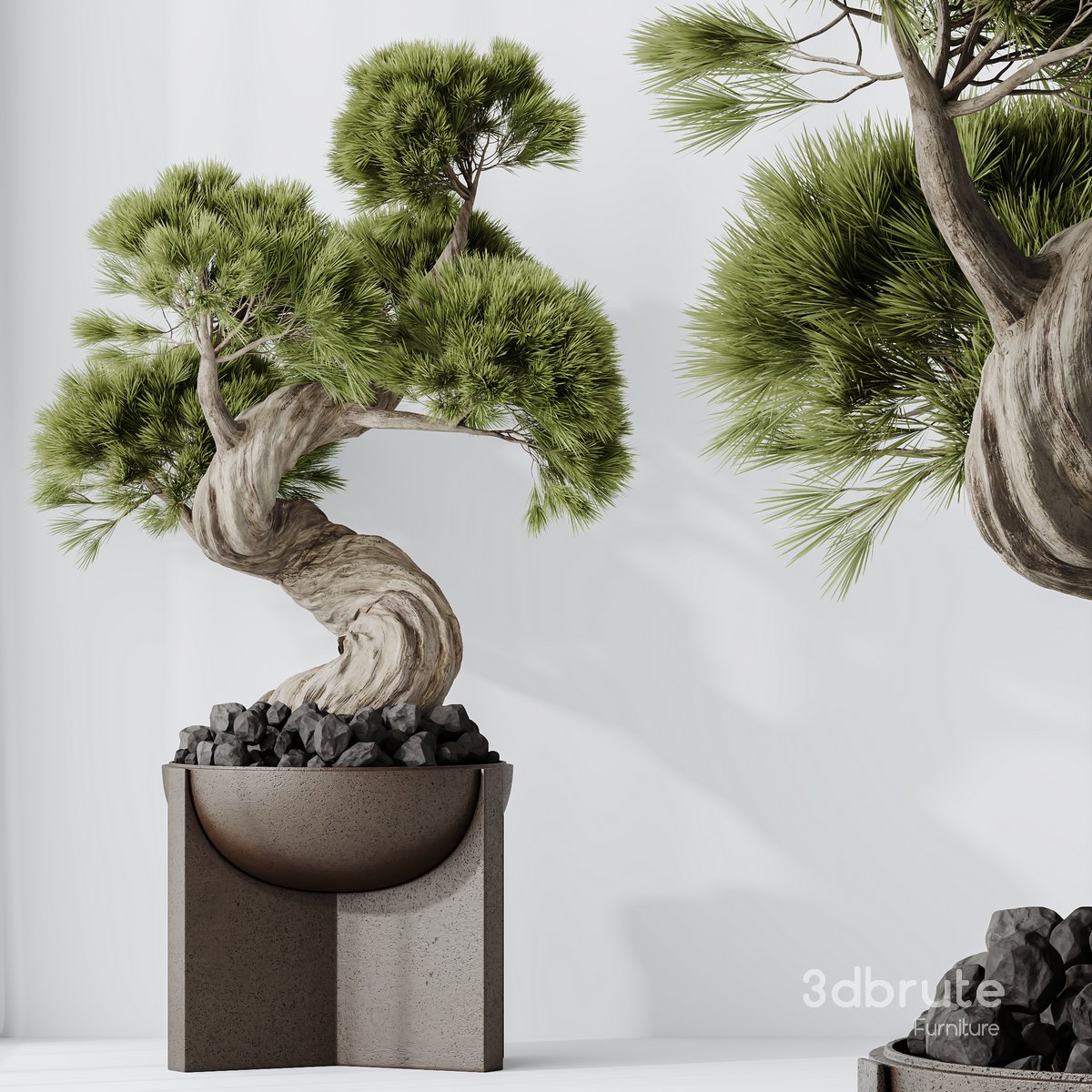 HQ HousePlants Bonsai Pinus Pentaphylla Thunbergii04 3d model Buy ...