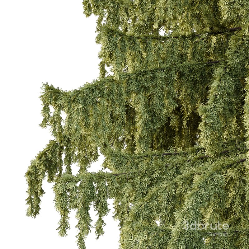 Cedrus deodara01 3d model Buy Download 3dbrute