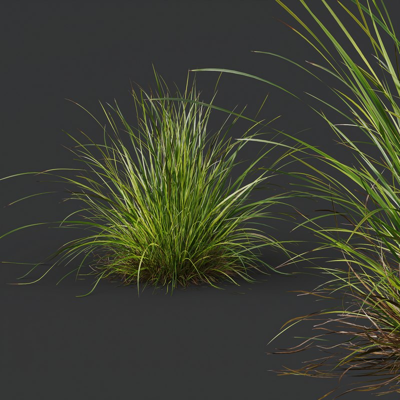 Grass 03 3d model Buy Download 3dbrute
