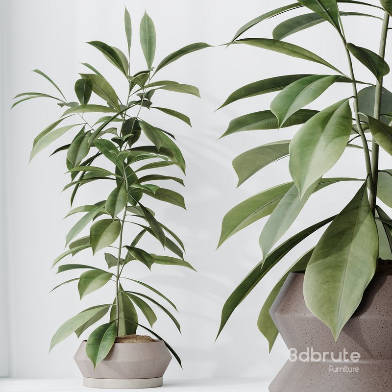 HousePlants Ficus Cyathistipula African Fig 3d model Buy Download 3dbrute