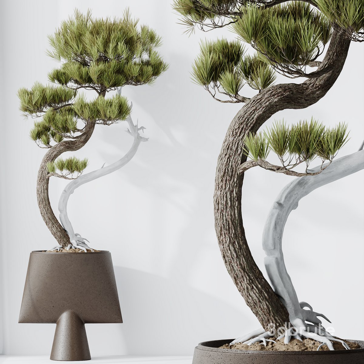 HQ HousePlants Bonsai Pinus Pentaphylla Thunbergii05 3d model Buy ...