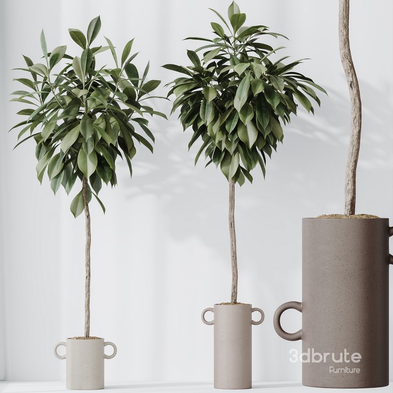 HousePlants Ficus Cyathistipula African Fig Set03 3d model Buy Download ...