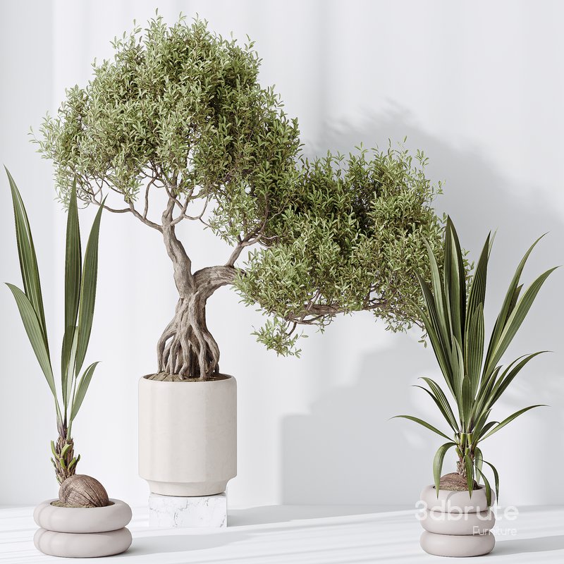 Indoor plant set 20 3d model Buy Download 3dbrute