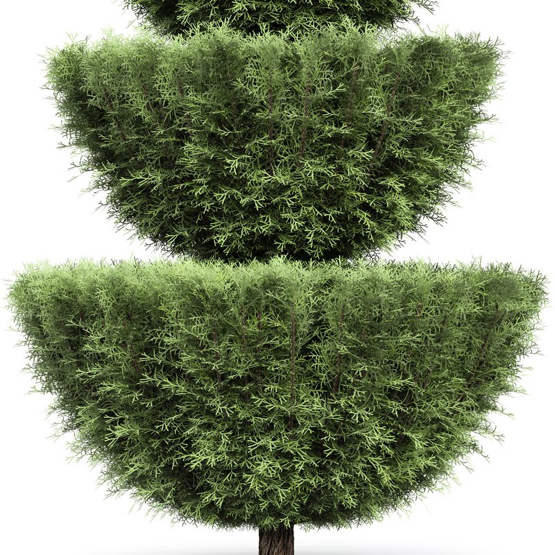 Pruned cedar trees 3d model Buy Download 3dbrute