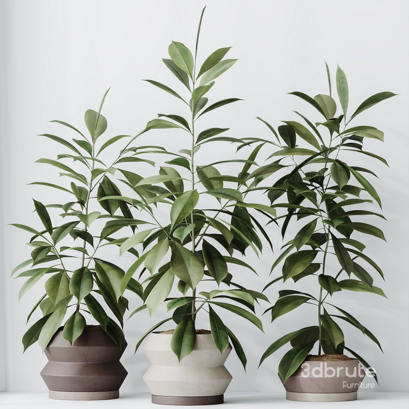 HousePlants Ficus Cyathistipula African Fig 3d model Buy Download 3dbrute