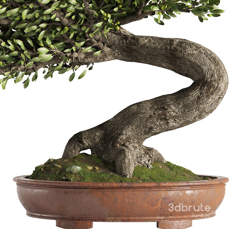 Bonsai Tree set6 3d model Buy Download 3dbrute