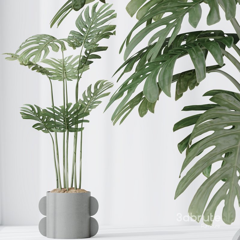 HousePlants Elegant Monstera Deliciosa Large Leaf Form Swiss Cheese ...