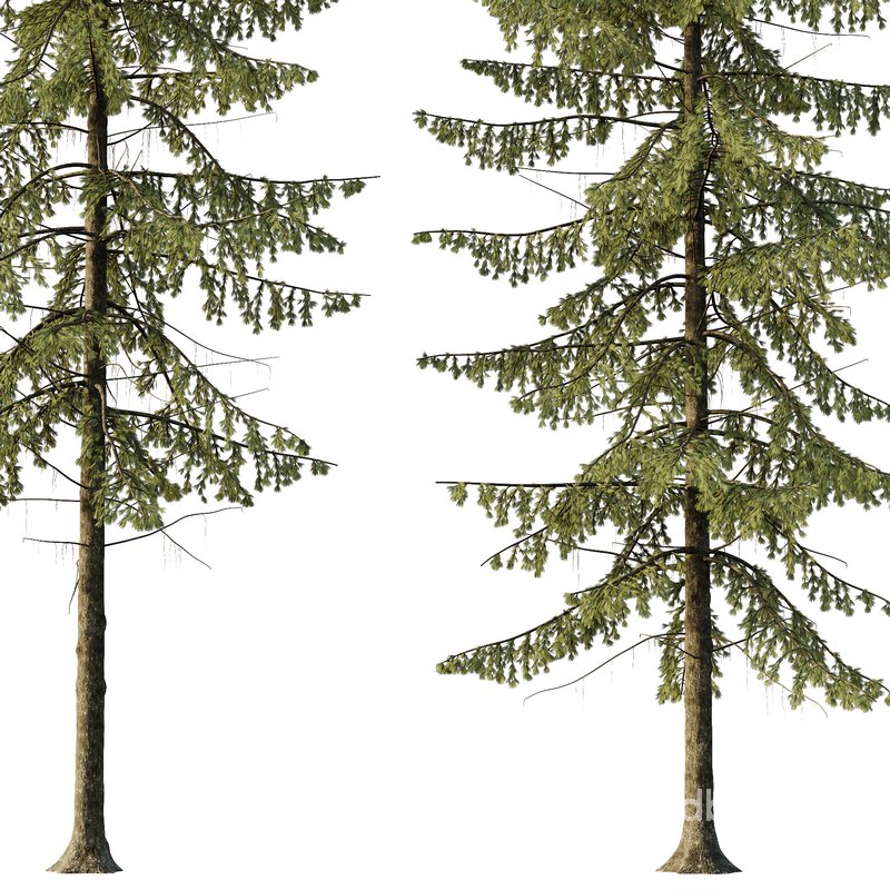 Spruce Tree03 3d model Buy Download 3dbrute