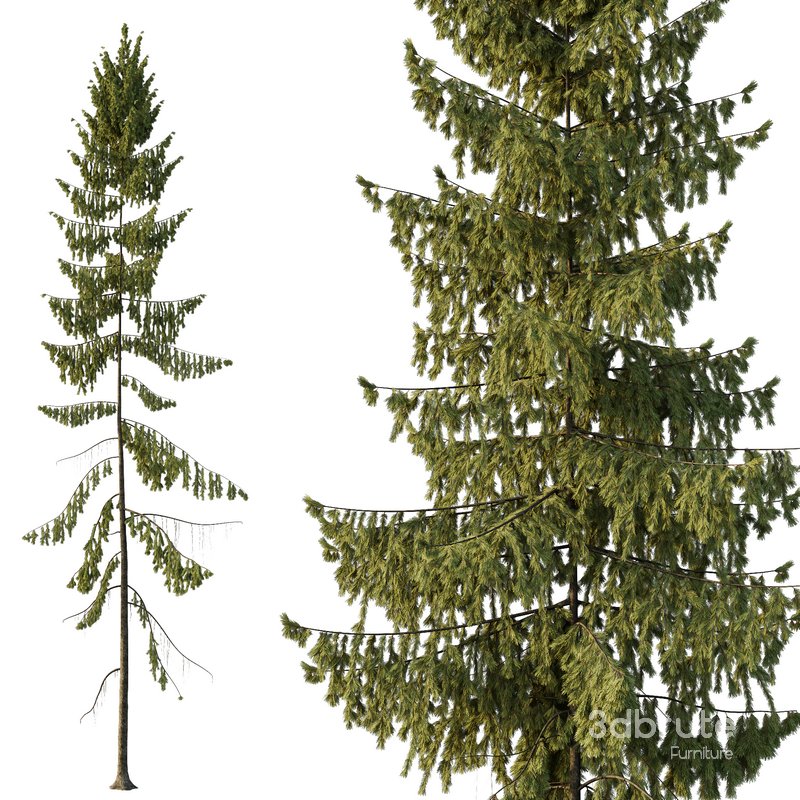 Spruce Tree01 3d model Buy Download 3dbrute