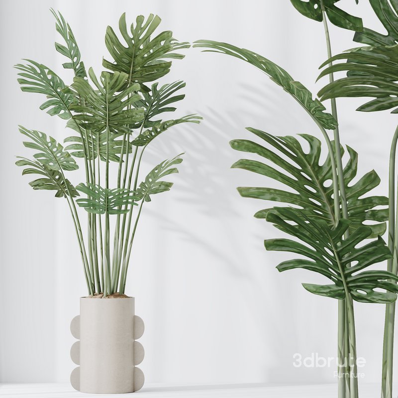 HousePlants Elegant Monstera Deliciosa Large Leaf Form Swiss Cheese ...