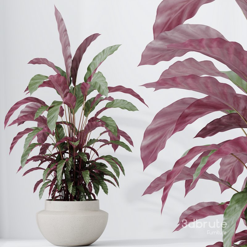 HousePlants Calathea Rufibarba Elbergrass Velvet Affordable 3d model ...