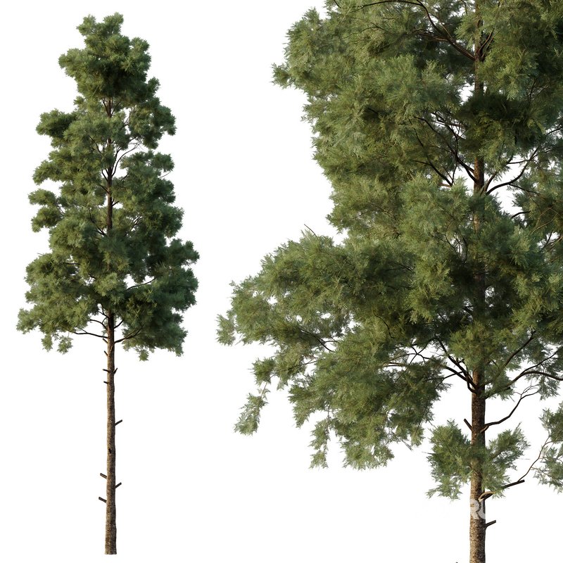 Pin Tree 07 3d model Buy Download 3dbrute