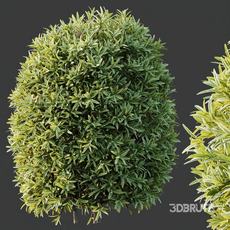 spring bush 3d model Buy Download 3dbrute