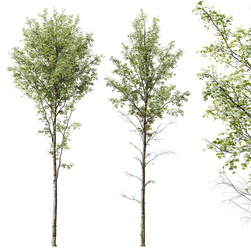 spring trees Alnus Glutinosa and Acer Pseudoplatanus 3d model Buy ...