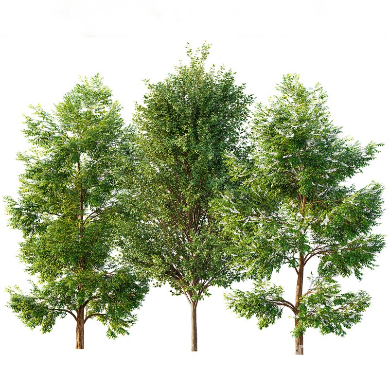 Celtis Australis 04 3d model Buy Download 3dbrute