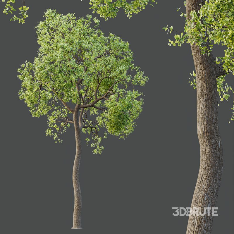 HQ Plants Shorea Robusta Sal Tree04 3d model Buy Download 3dbrute