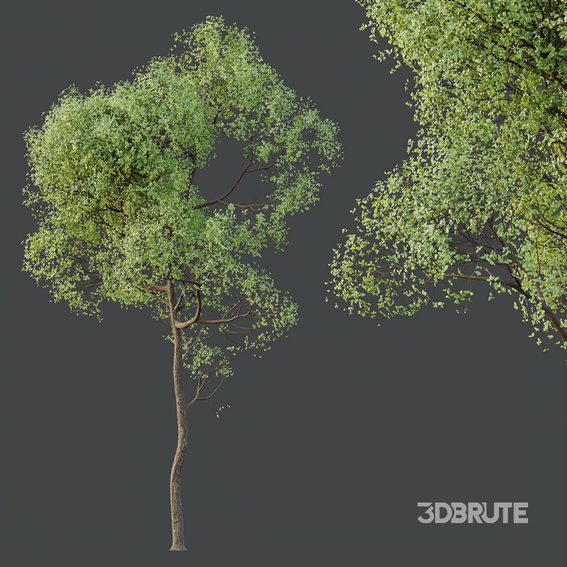 Celtis Australis 04 3d model Buy Download 3dbrute