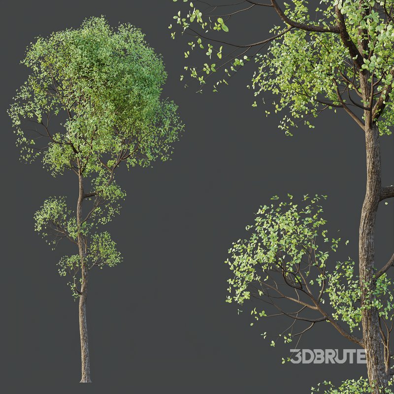 Celtis Australis 04 3d model Buy Download 3dbrute
