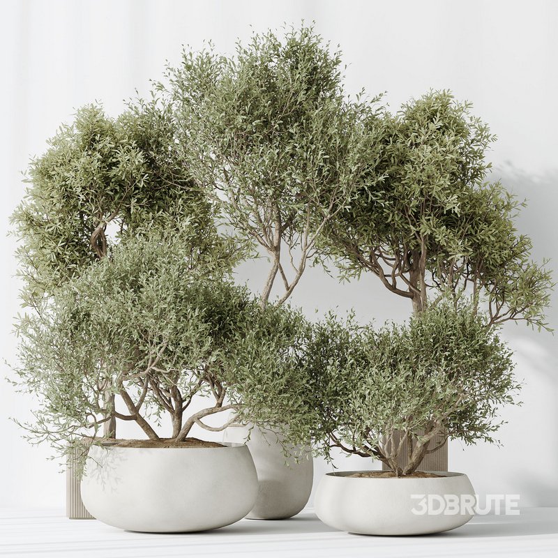 Indoor plant set 66 - Download -3d Models Free -3dbrute