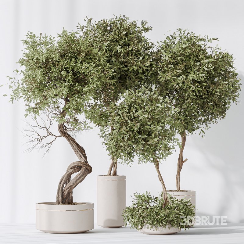 Indoor plants set 75 Ficus Retusa Microcarpa Bonsai Ginseng and Olive ...
