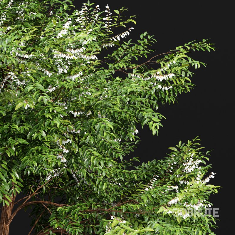Celtis Australis 04 3d model Buy Download 3dbrute