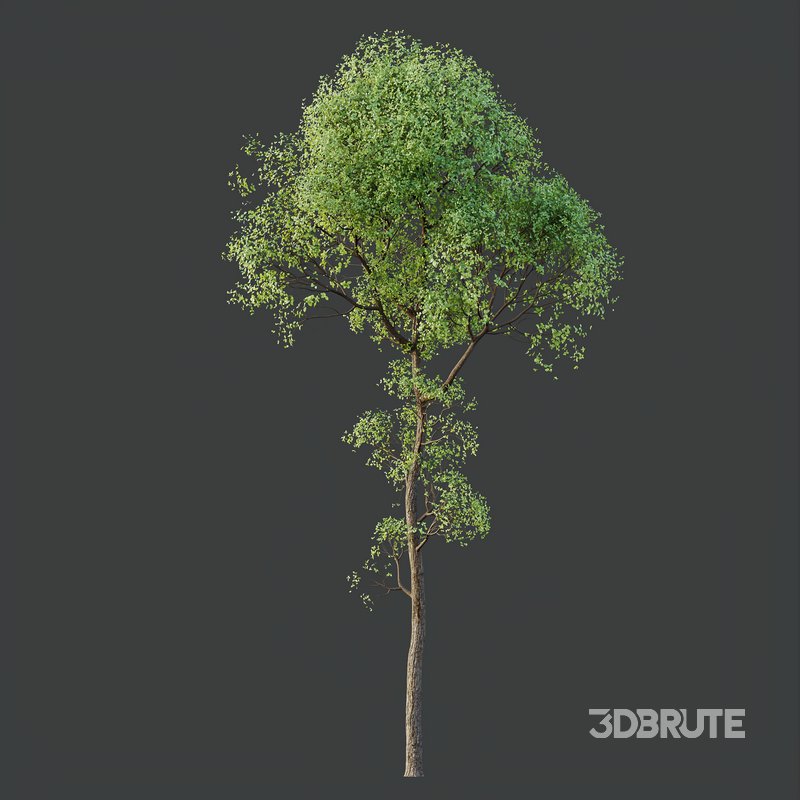 HQ Plants Shorea Robusta Sal Tree03 3d model Buy Download 3dbrute