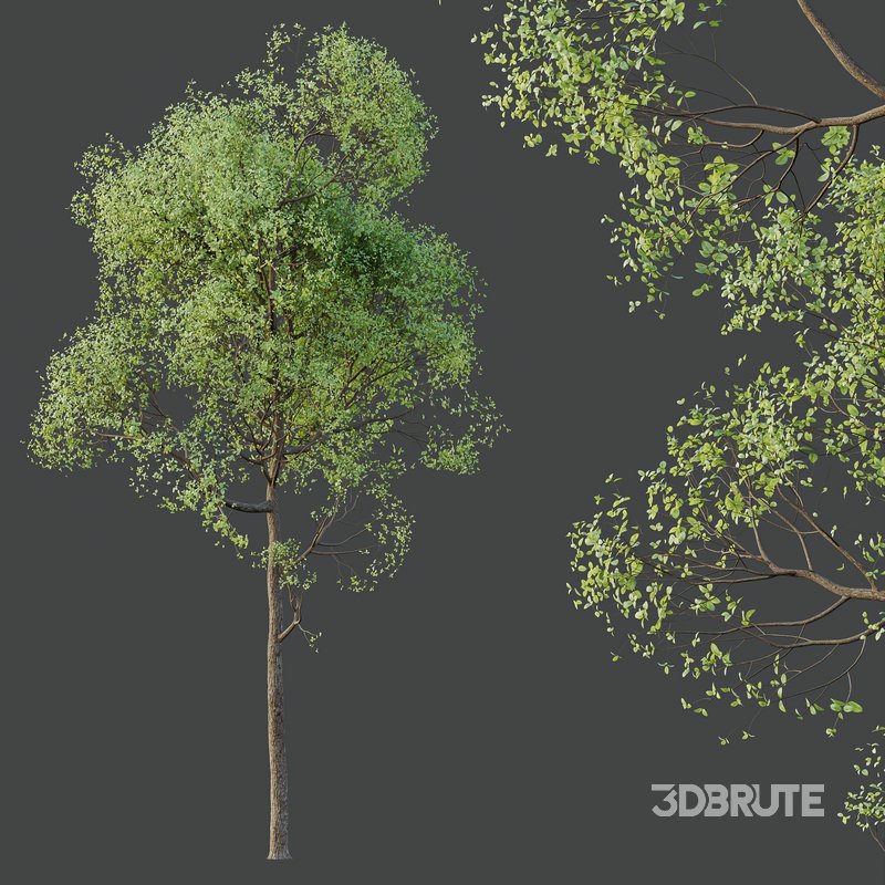 Celtis Australis 04 3d model Buy Download 3dbrute