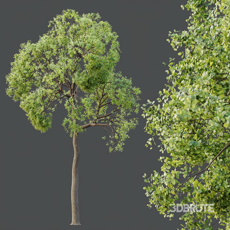 HQ Plants Shorea Robusta Sal Tree04 3d model Buy Download 3dbrute