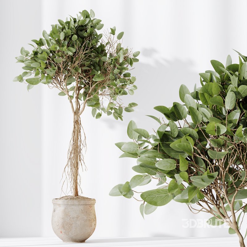 HQ HousePlants Decorative Ficus Benjamina African Fig 3d model Buy ...