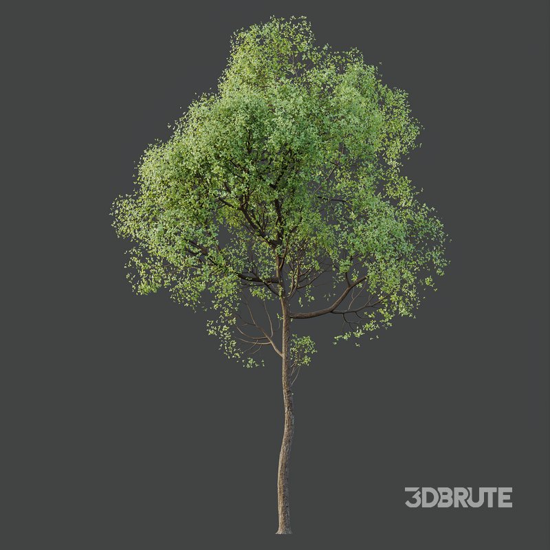 Celtis Australis 04 3d model Buy Download 3dbrute