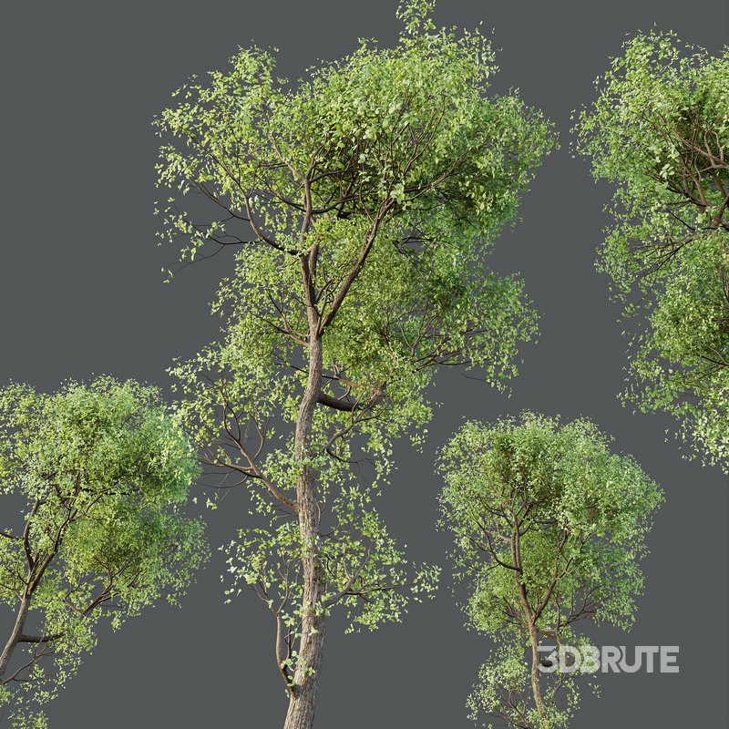 Celtis Australis 04 3d model Buy Download 3dbrute