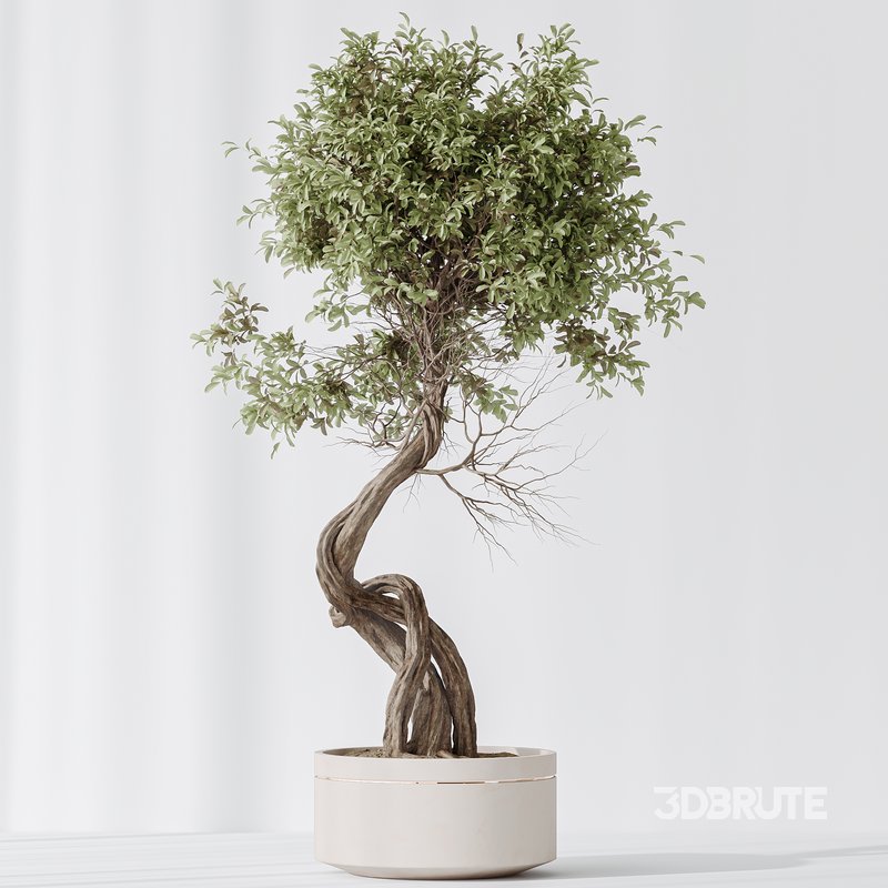 Indoor plants set 75 Ficus Retusa Microcarpa Bonsai Ginseng and Olive ...