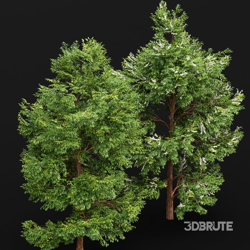 Celtis Australis 04 3d model Buy Download 3dbrute