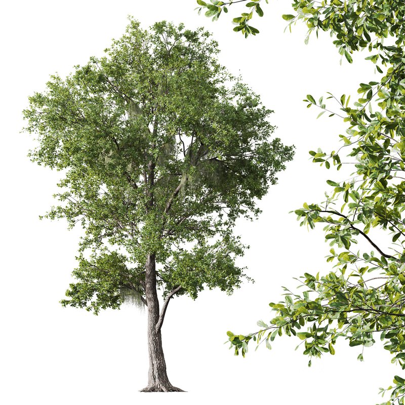 Gray alder alnus incana and Pollard willow 3d model Buy Download 3dbrute