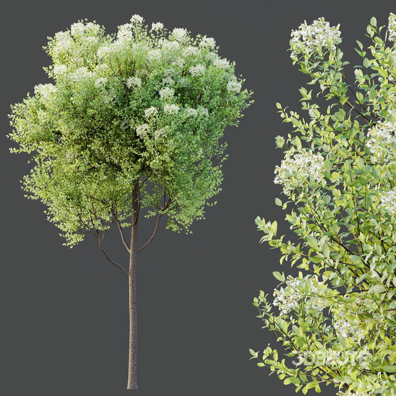 HQ Plants Teak Tectona Grandis Tree 3d model Buy Download 3dbrute
