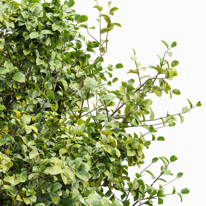 Beautiful 2Trees Bush Leaf 3d model Buy Download 3dbrute