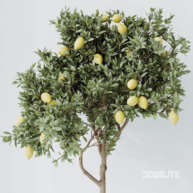 Citrus Meyer Lemon Orange Fruit tree 3d model Buy Download 3dbrute