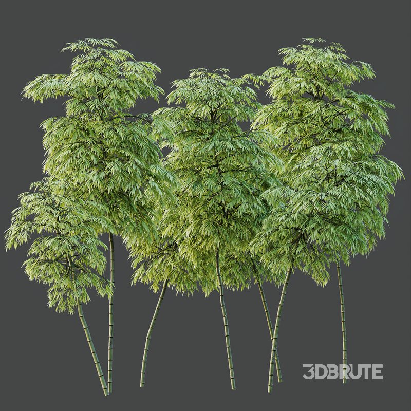 HQ Plants Bamboo Bambusoideae Tree 3d model Buy Download 3dbrute