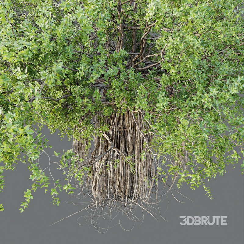 HQ Plants Banyan Ficus Benghalensis Tree 3d model Buy Download 3dbrute