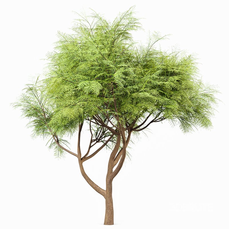 Velvet Mesquite 2Trees 3d model Buy Download 3dbrute