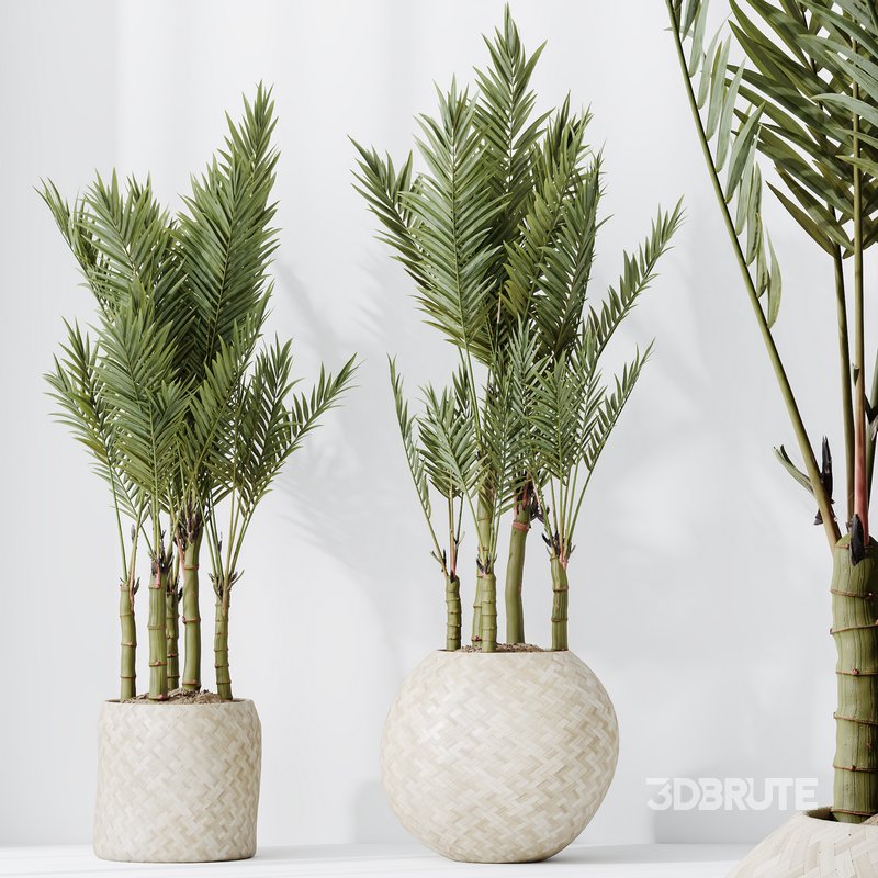 Palm 3d model Buy Download 3dbrute