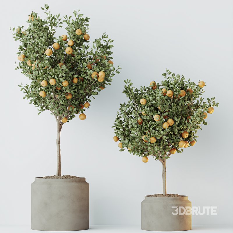 HQ HousePlants Mandarin Citrus Fruit Orange Calamondin Tree Set02 3d ...