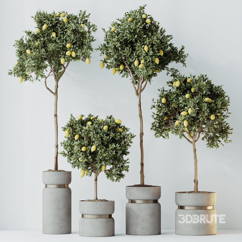 Citrus Meyer Lemon Orange Fruit tree 3d model Buy Download 3dbrute