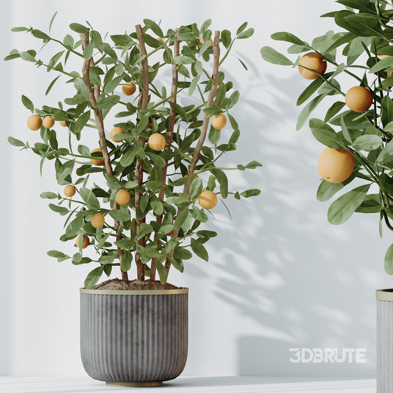 Citrus Meyer Lemon Orange Fruit tree 3d model Buy Download 3dbrute
