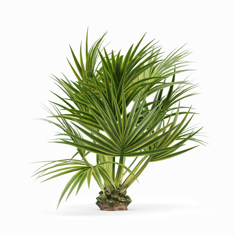 Mexican Fan Palm and Canary Island Date Palm and Sabal Palmetto Cabbage ...