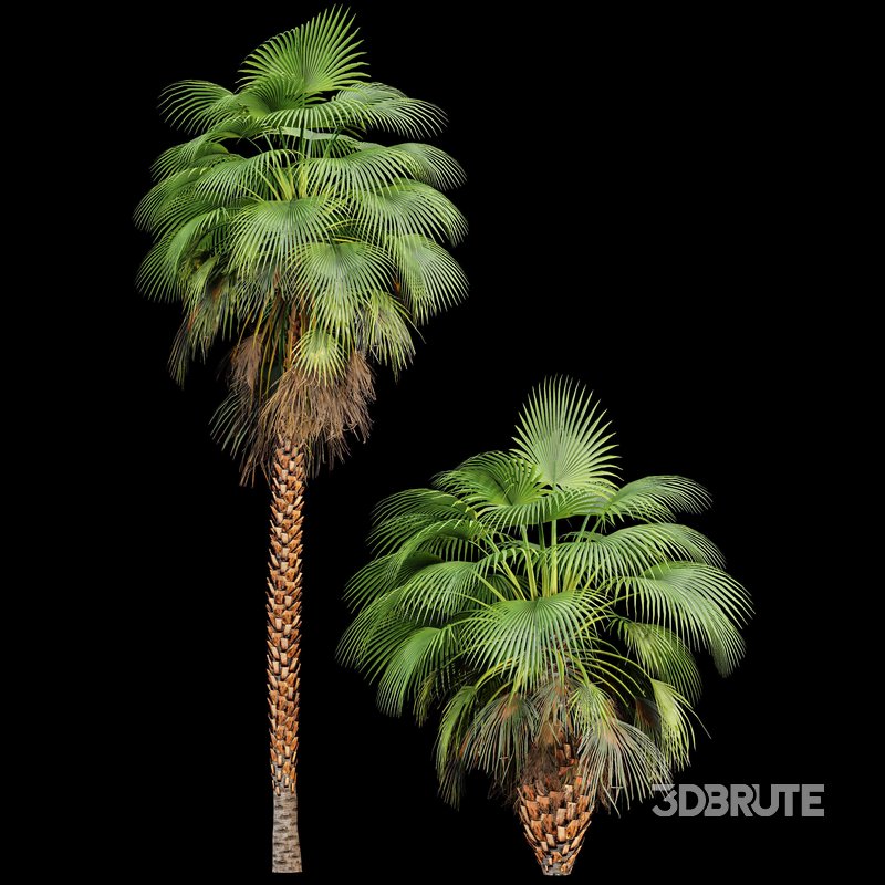 Mexican Fan Palm and Canary Island Date Palm and Sabal Palmetto Cabbage ...
