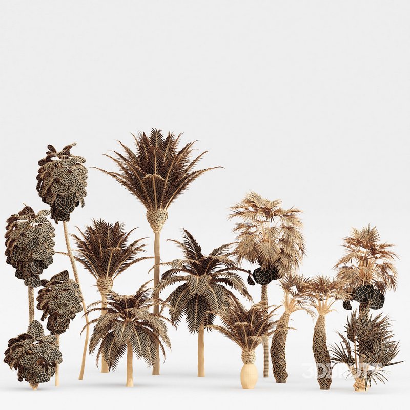 Mexican Fan Palm and Canary Island Date Palm and Sabal Palmetto Cabbage ...